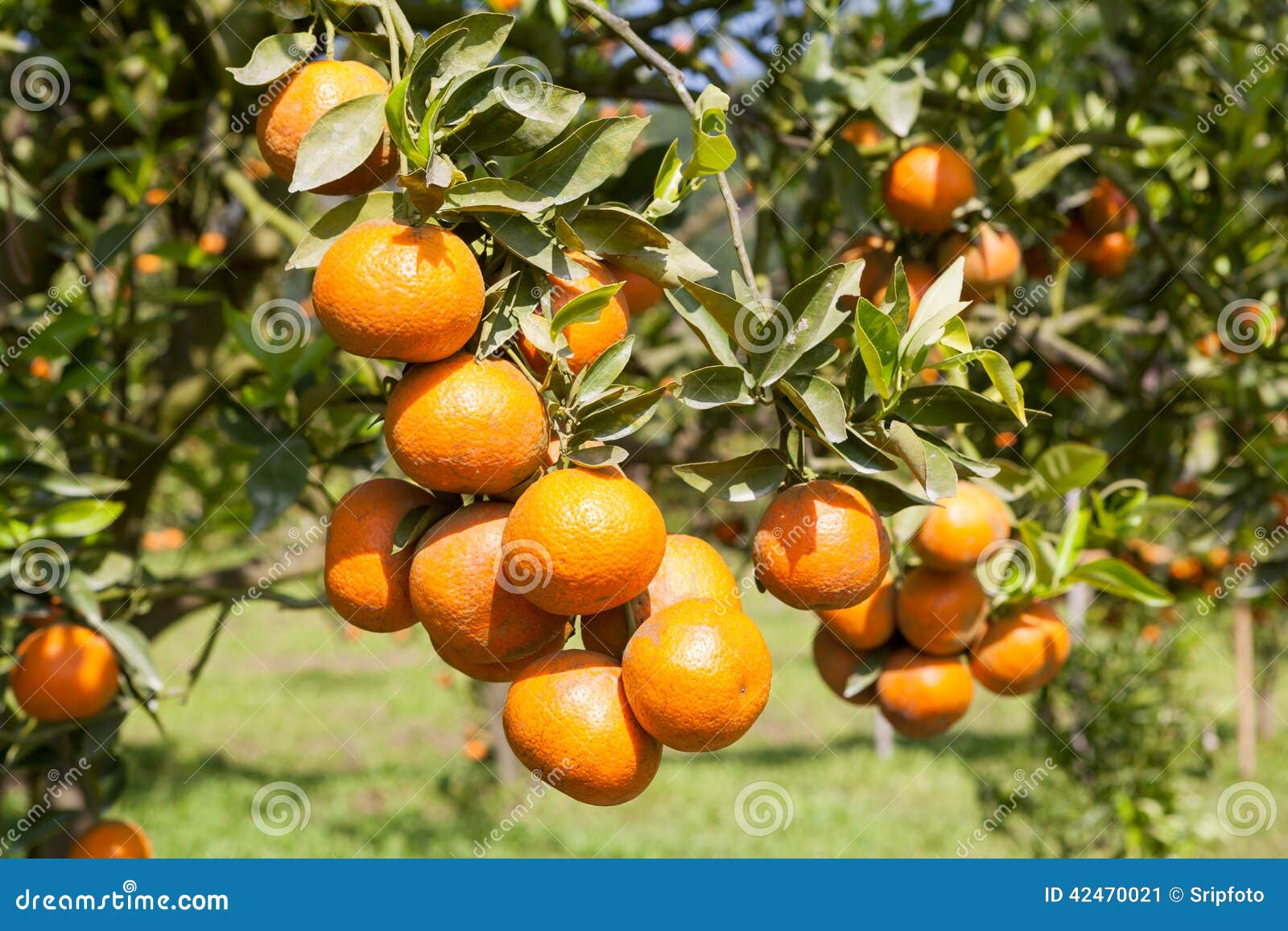 Fresh Orange on Plant, Orange Tree Stock Image - Image of grove, crops ...