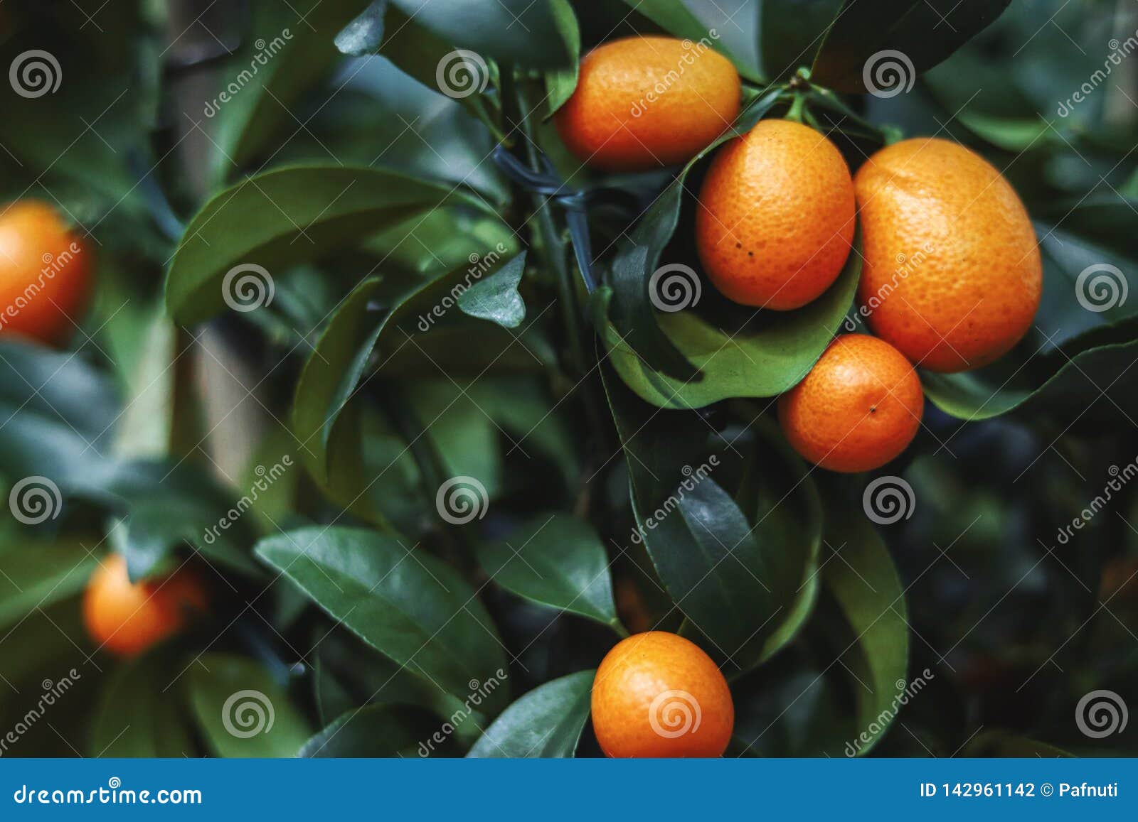 Fresh Orange on Plant, Orange Tree Stock Photo - Image of fresh ...