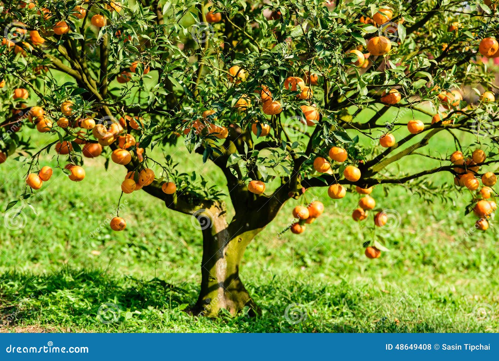 Fresh orange on plant stock photo. Image of juice, harvest - 48649408