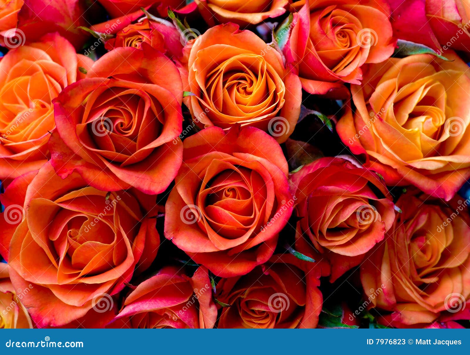 Fresh Orange Red Roses Stock Photos - Image: 7976823