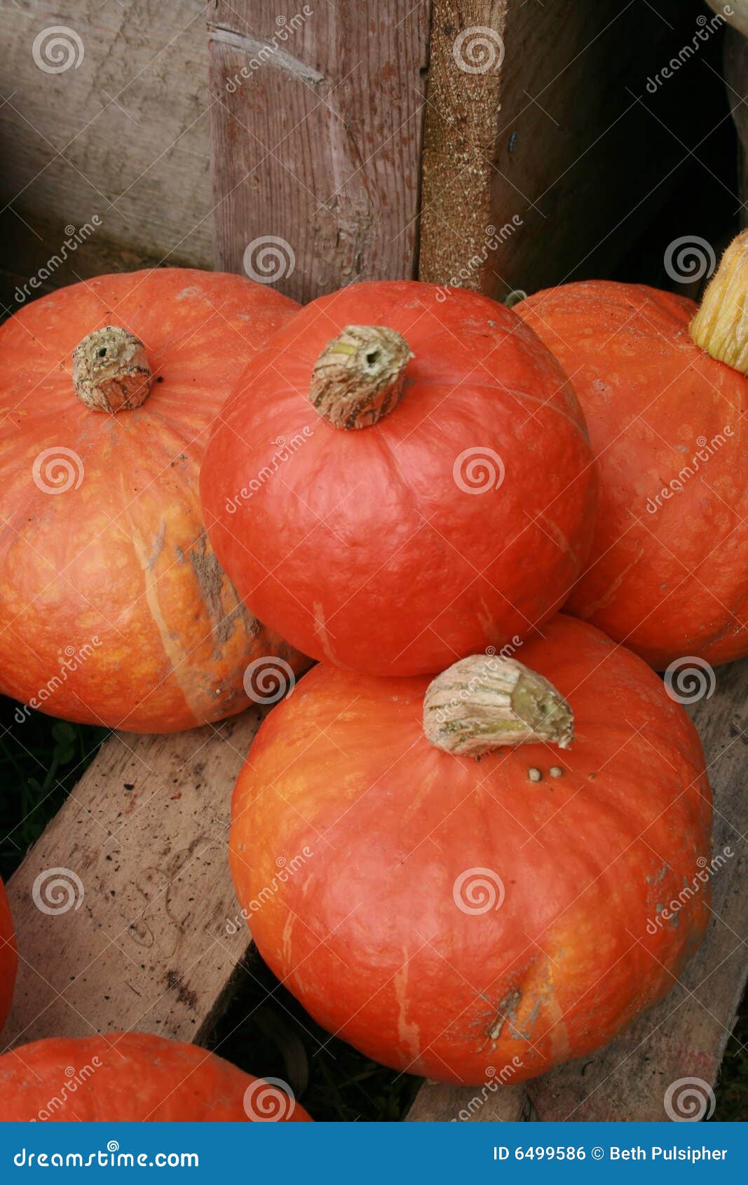 Fresh Orange Squash stock photo. Image of food, fresh - 6499586