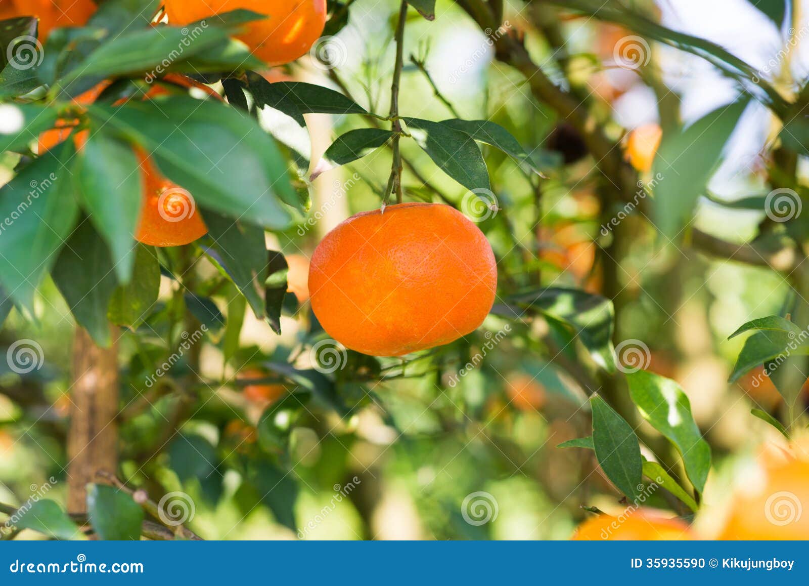Fresh orange on the tree stock photo. Image of mediterranean - 35935590