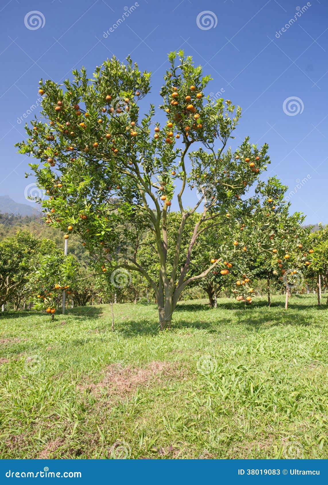 Fresh orange on tree stock image. Image of food, fruit - 38019083