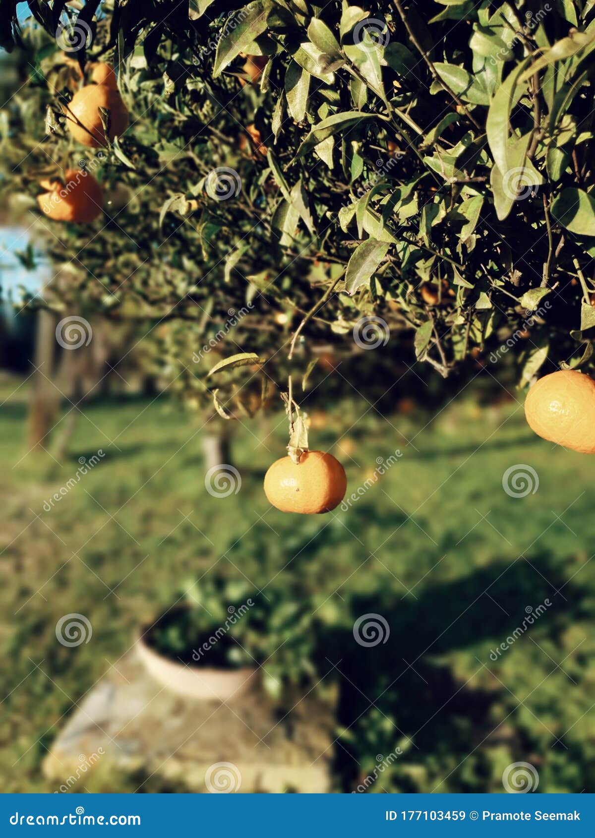 The Fresh Orange Tree in the Country Side of Rome, Italy Stock Image ...