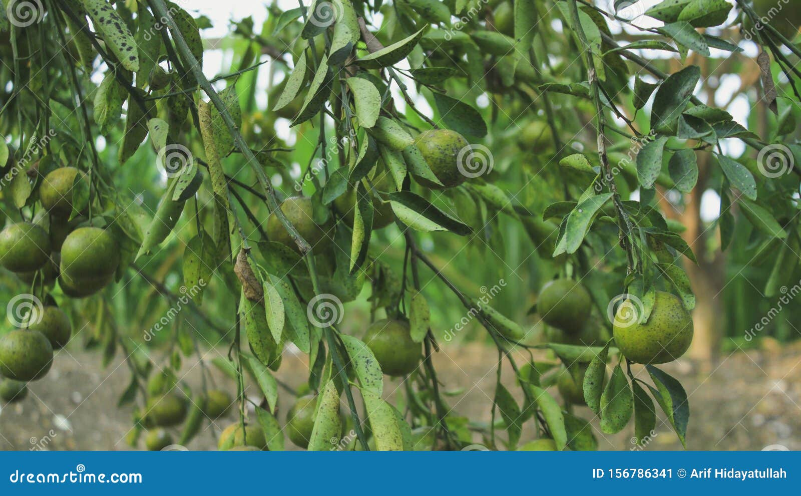 Fresh Orange Tree Plants in the Garden Stock Image - Image of orange ...