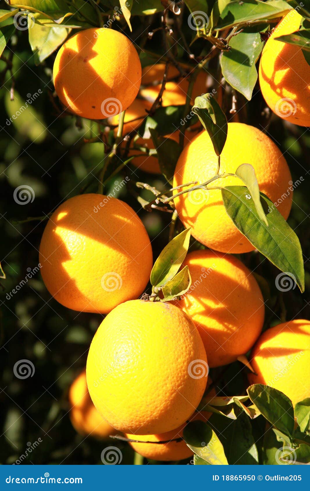 Fresh oranges stock photo. Image of agriculture, oranges - 18865950