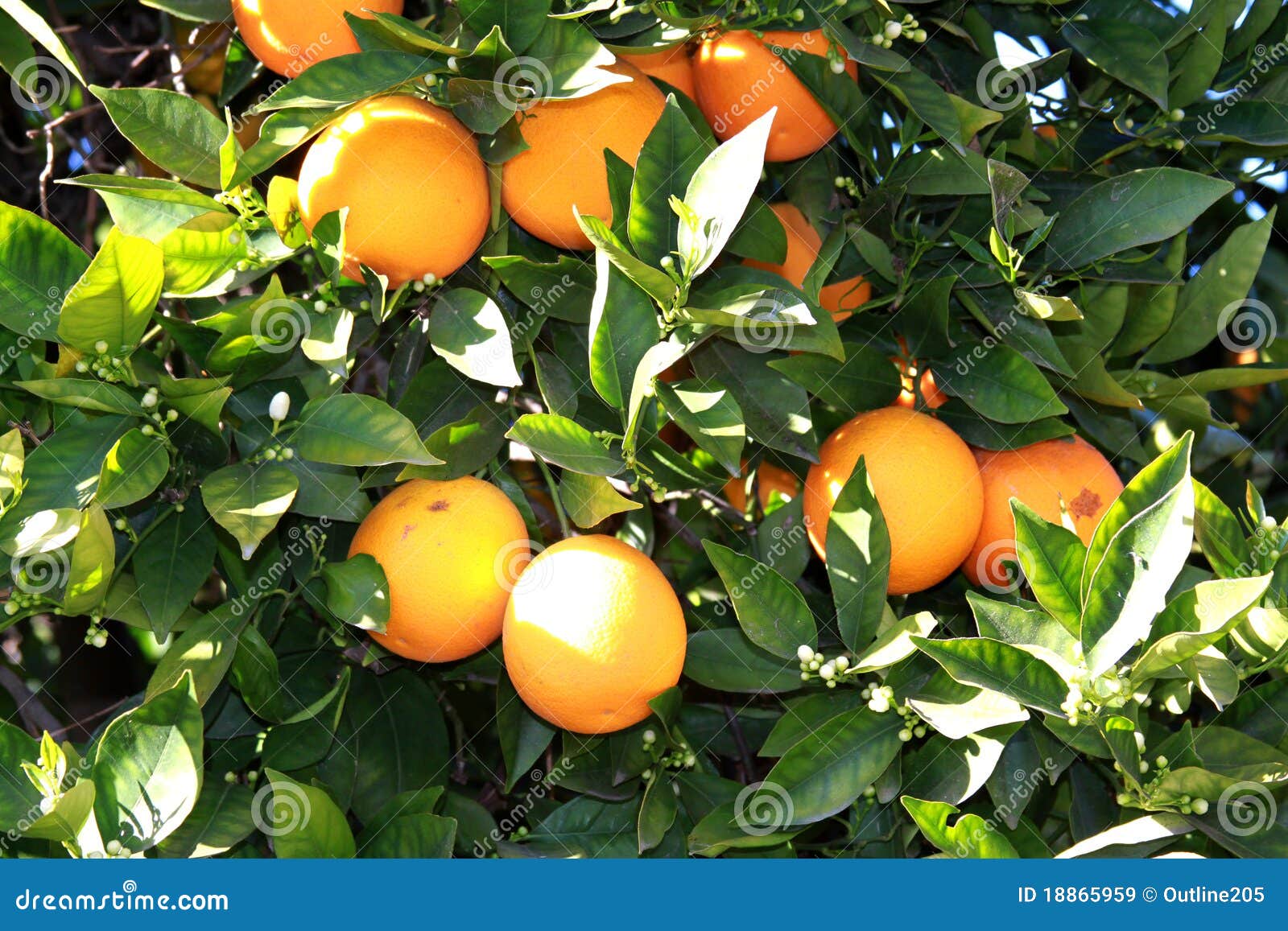 Fresh oranges stock image. Image of farmland, business - 18865959