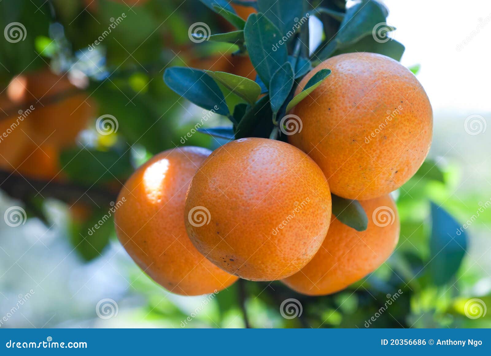 Fresh Oranges stock photo. Image of close, branch, fruit - 20356686