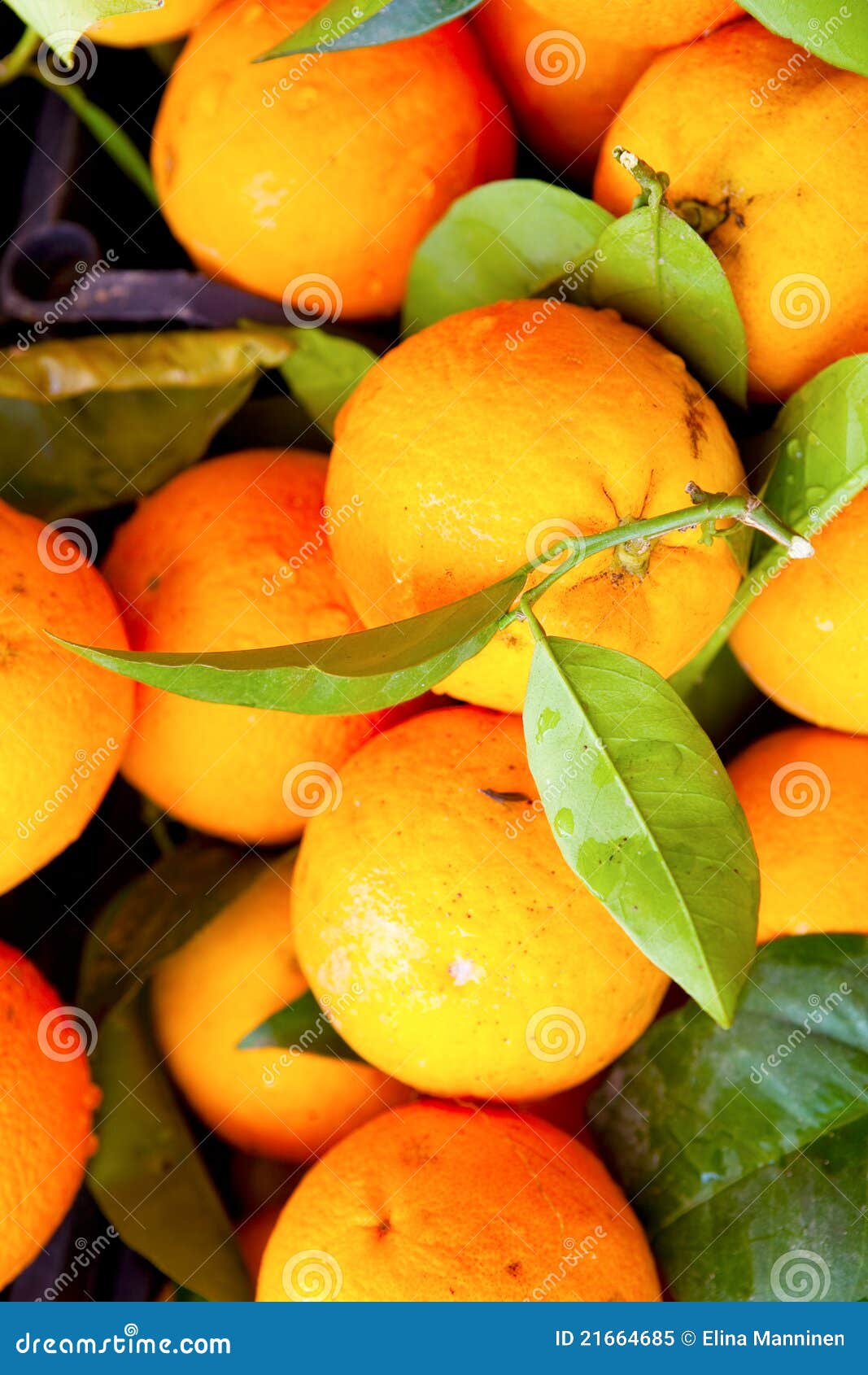 Fresh oranges stock image. Image of peel, natural, ripe - 21664685