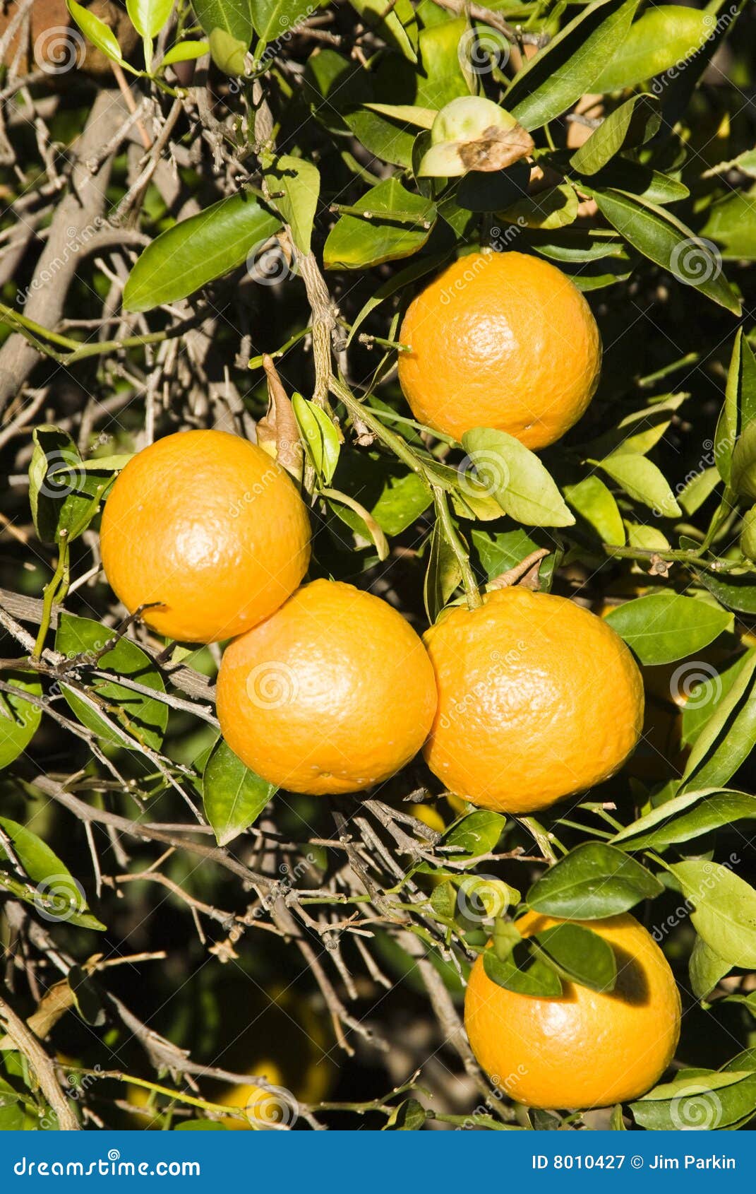 Fresh oranges stock image. Image of ripe, arizona, oranges - 8010427