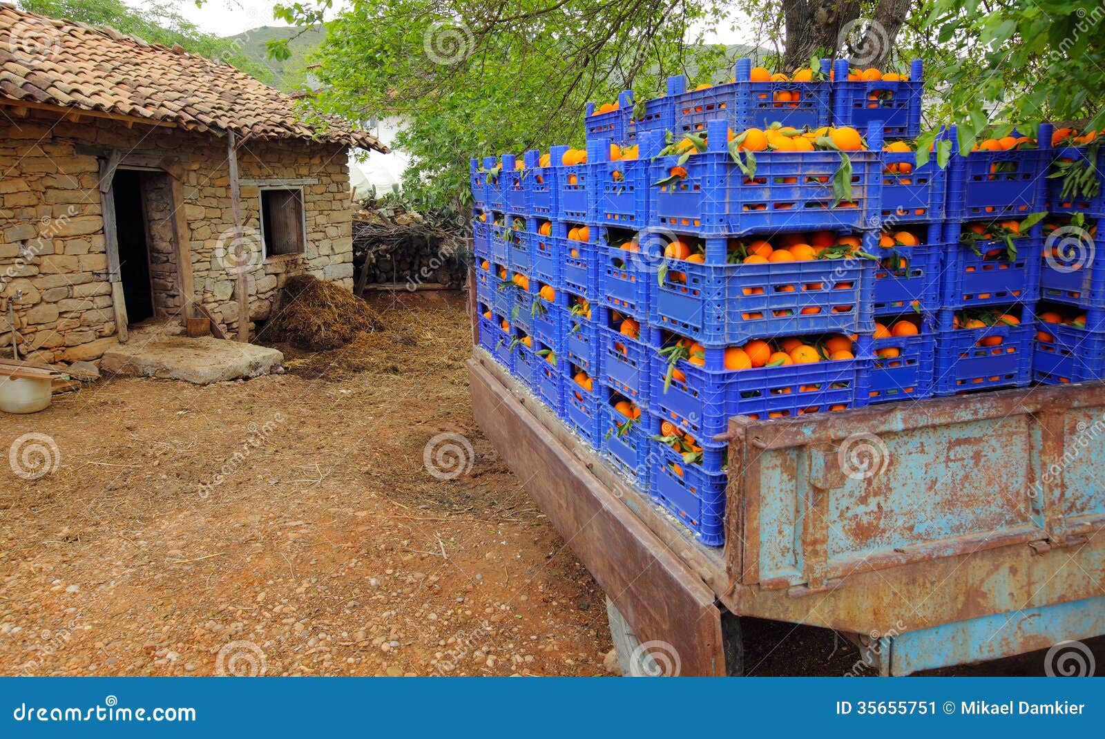 Fresh oranges in farm stock image. Image of ripe, turkey - 35655751