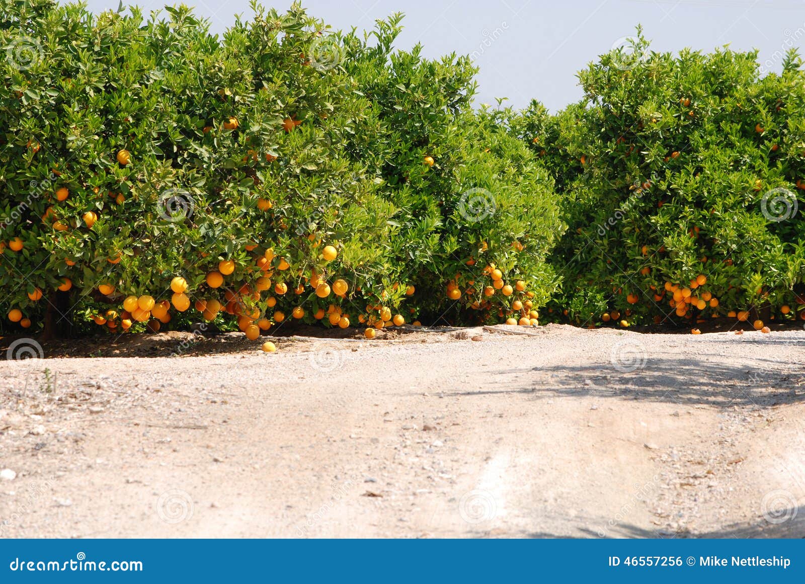 Fresh Oranges Hanging on Orange Tree Stock Photo - Image of spain ...