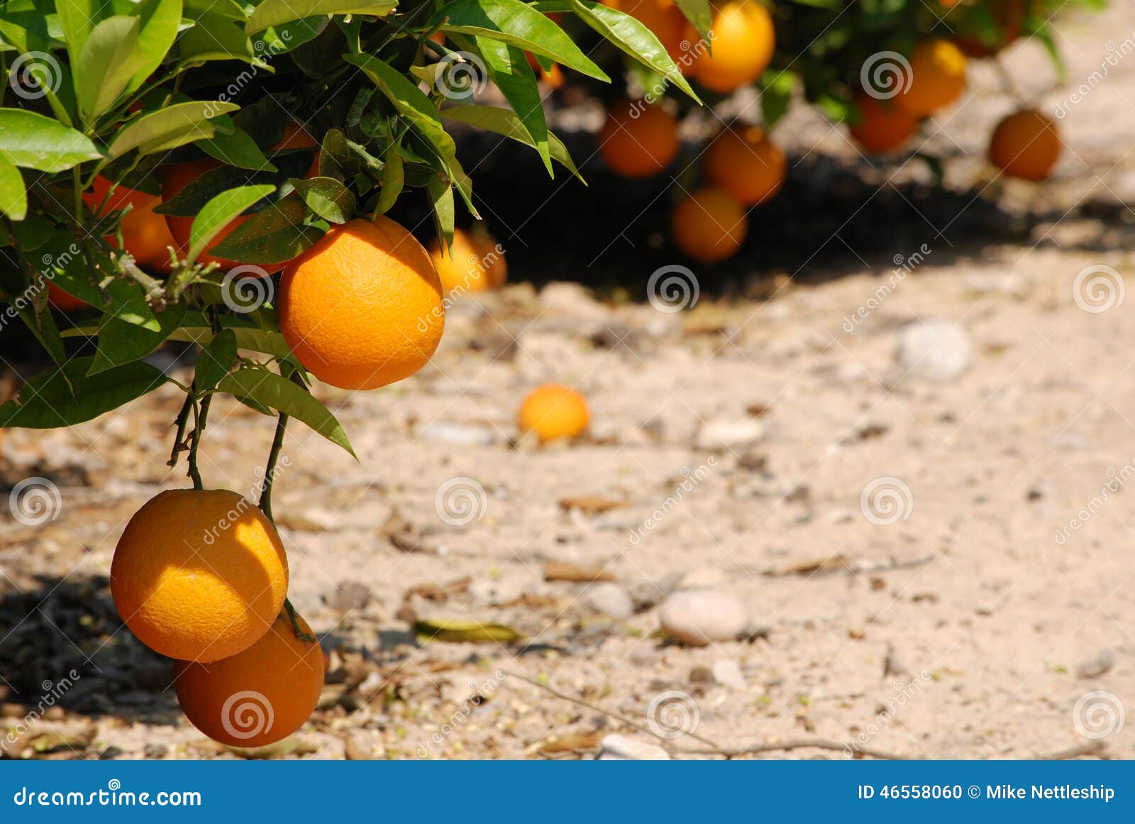 Fresh Oranges Hanging on Orange Tree Stock Photo - Image of hanging ...