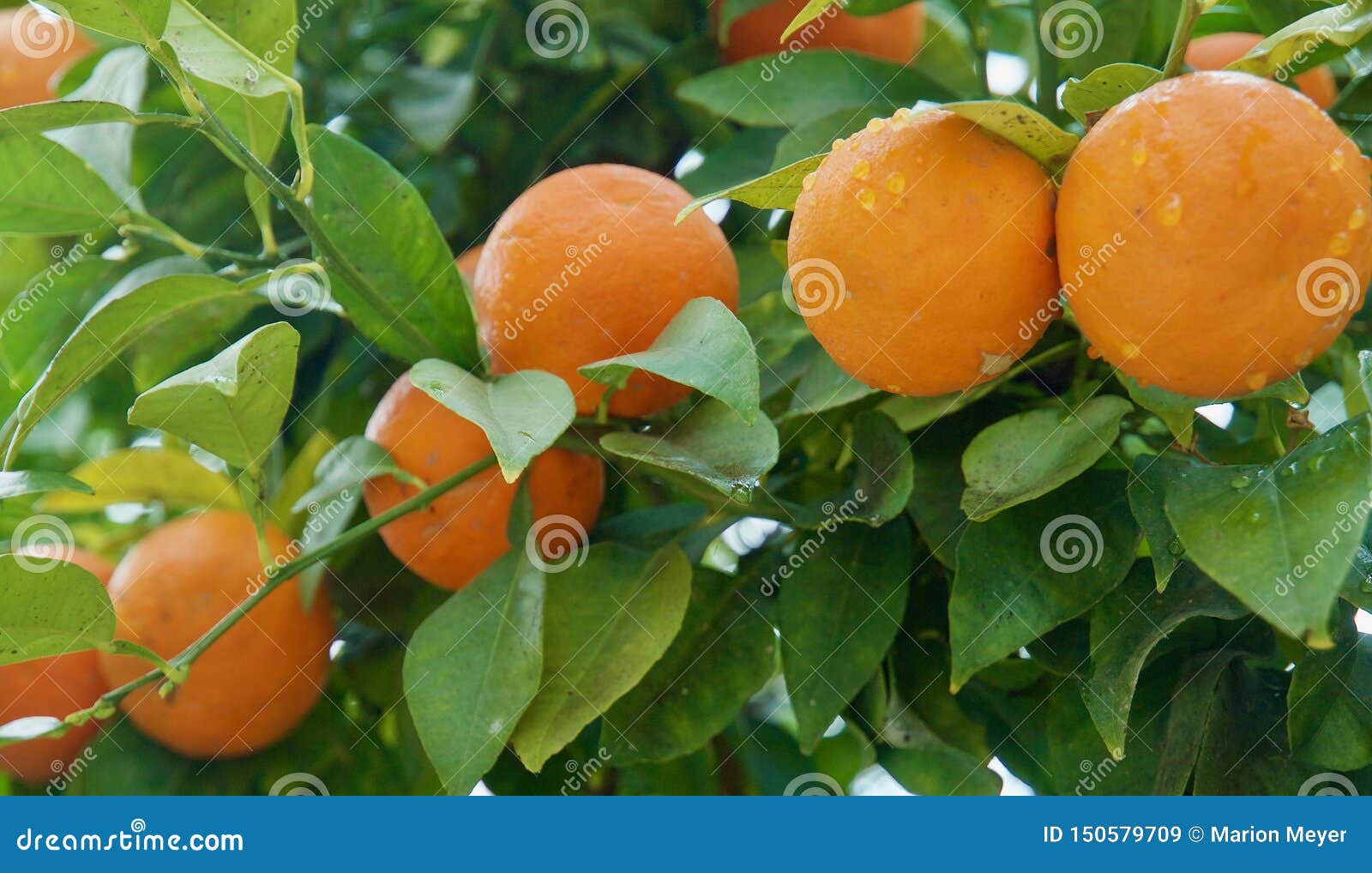 Fresh Oranges are Hanging on an Orange Tree Stock Image - Image of ...