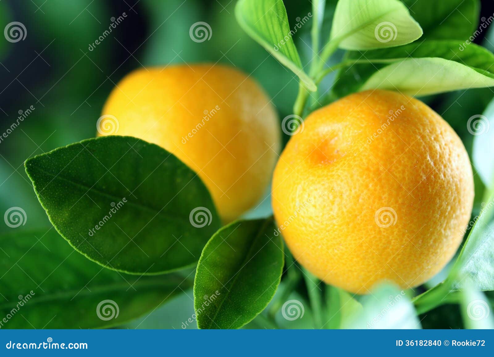 Fresh oranges stock photo. Image of fruit, organic, color - 36182840