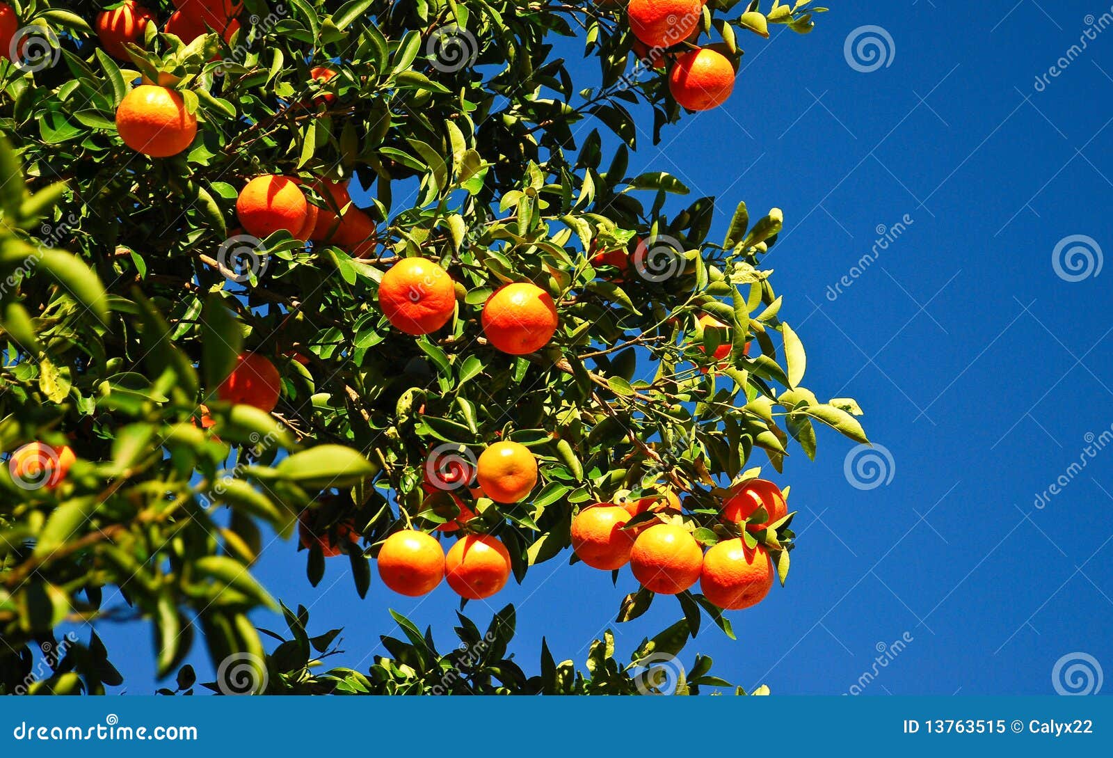 Fresh Oranges on the Tree stock image. Image of leaves - 13763515