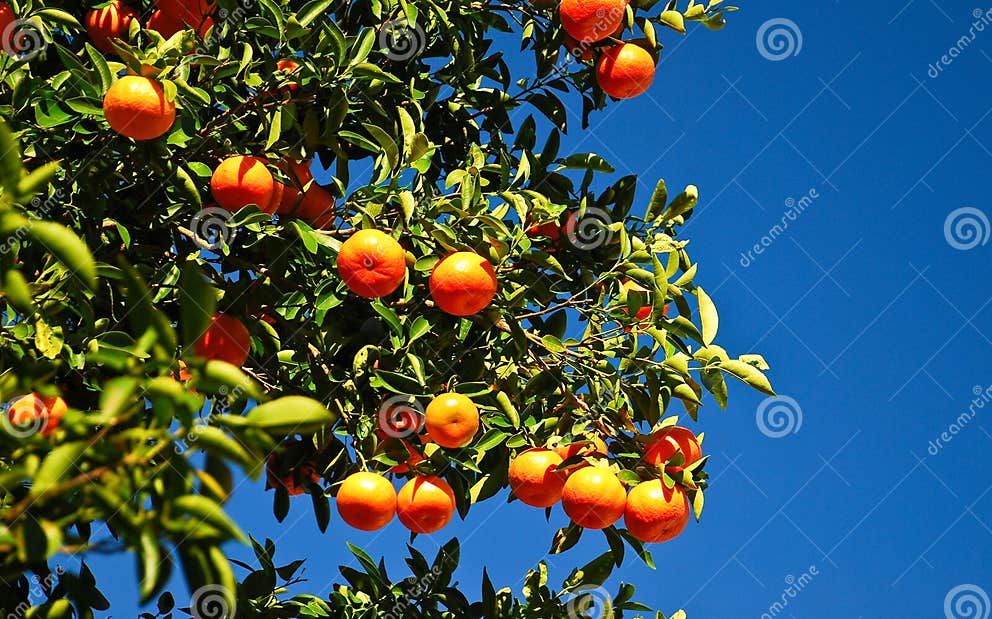 Fresh Oranges on the Tree stock image. Image of leaves - 13763515