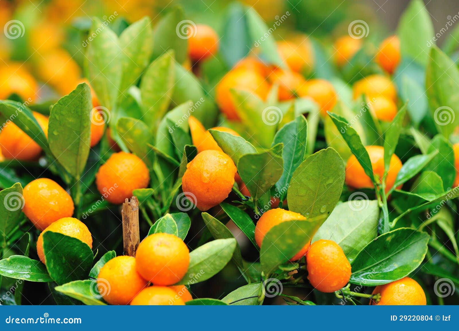 Fresh oranges on tree stock photo. Image of closeup, food - 29220804