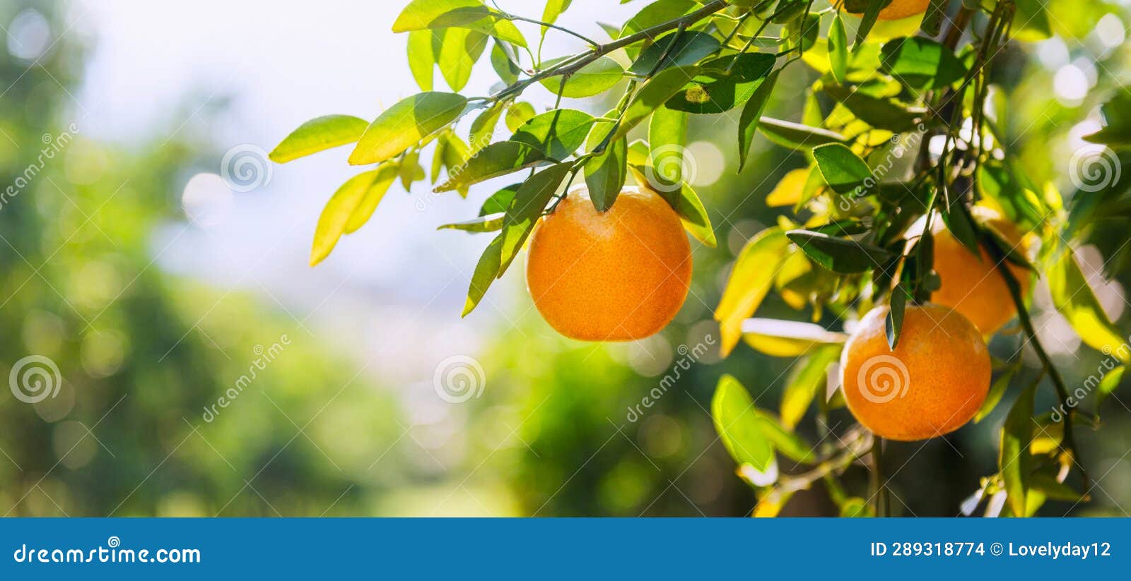 Fresh Oranges on Tree in Farm that are about To Harvest with Sunshine ...