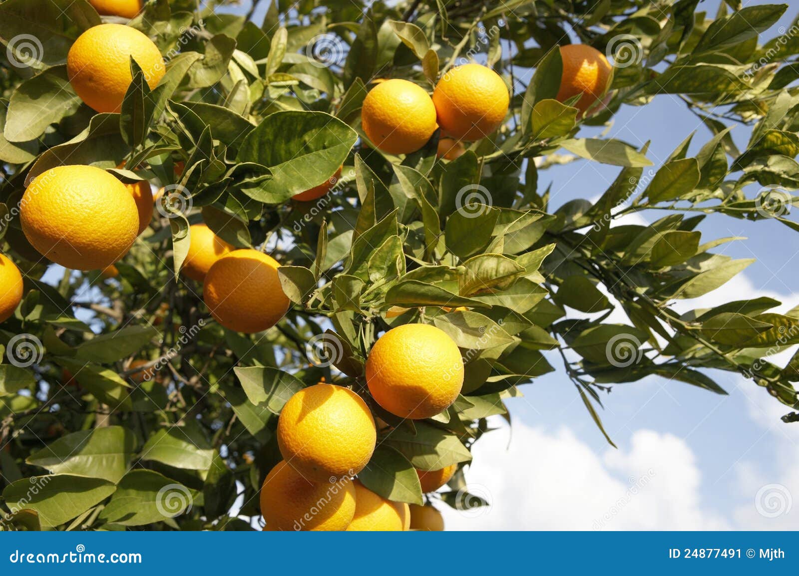 Fresh Oranges on Tree in the Sun Stock Image - Image of multiple, grove ...