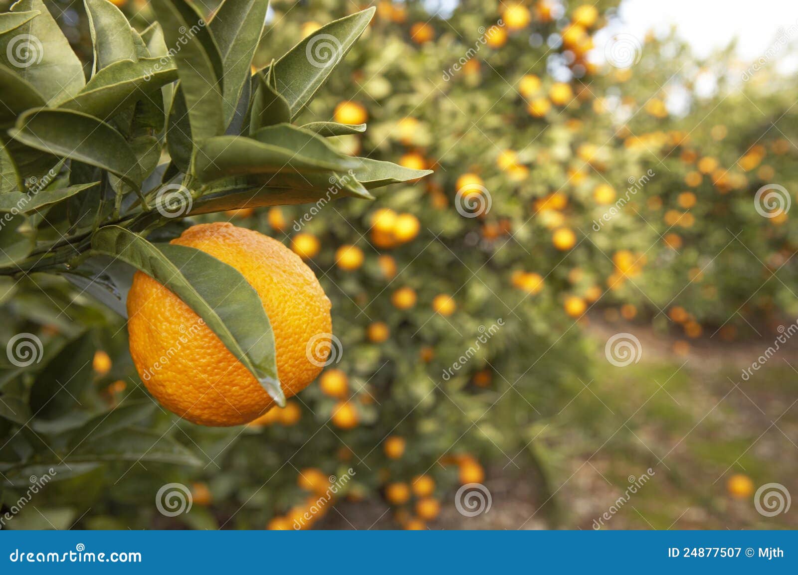 Fresh Oranges on Tree in the Sun Stock Image - Image of market, grove ...