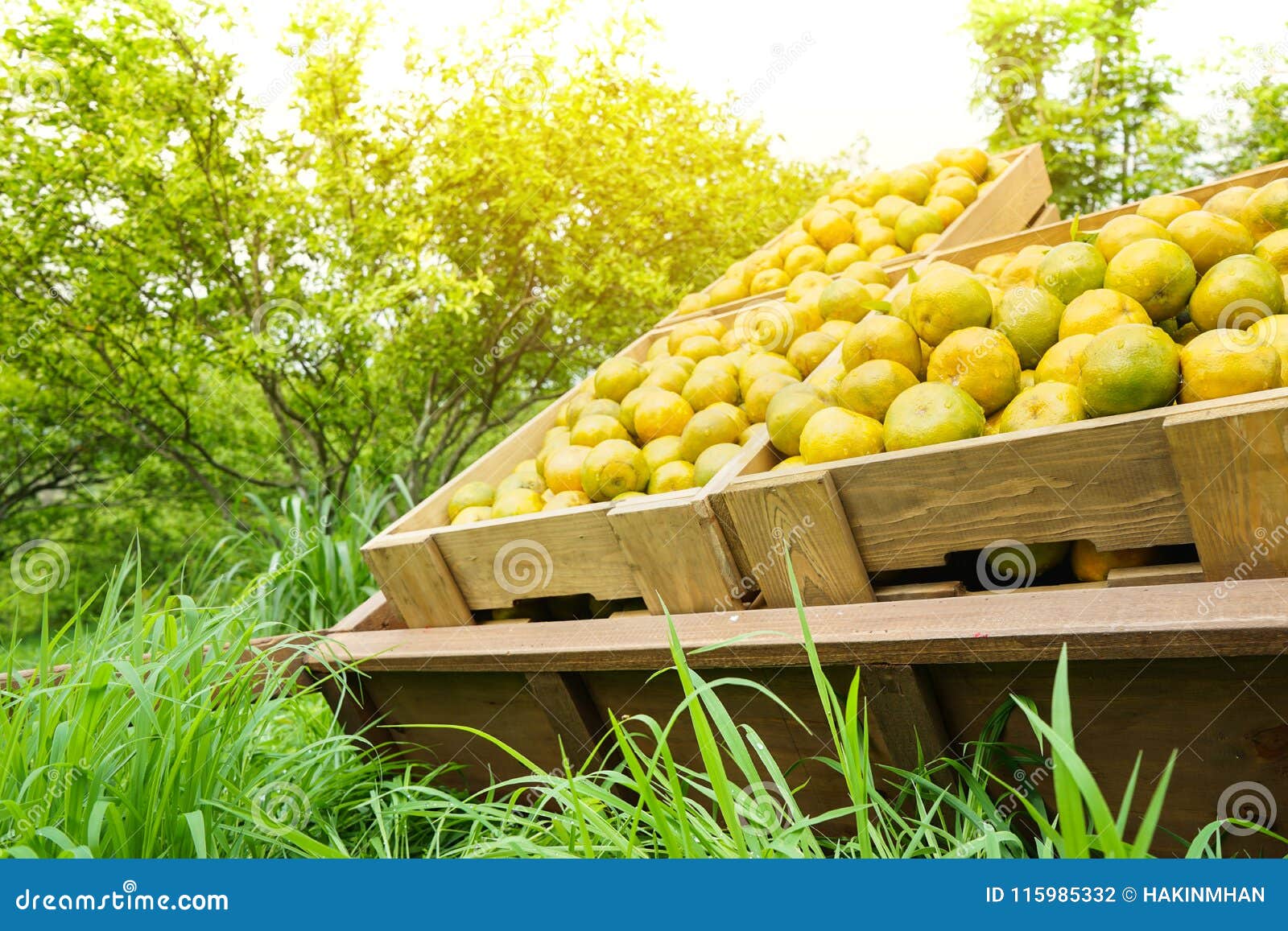 Fresh Oranges on Wooden Box at Farm Stock Photo - Image of juicy ...