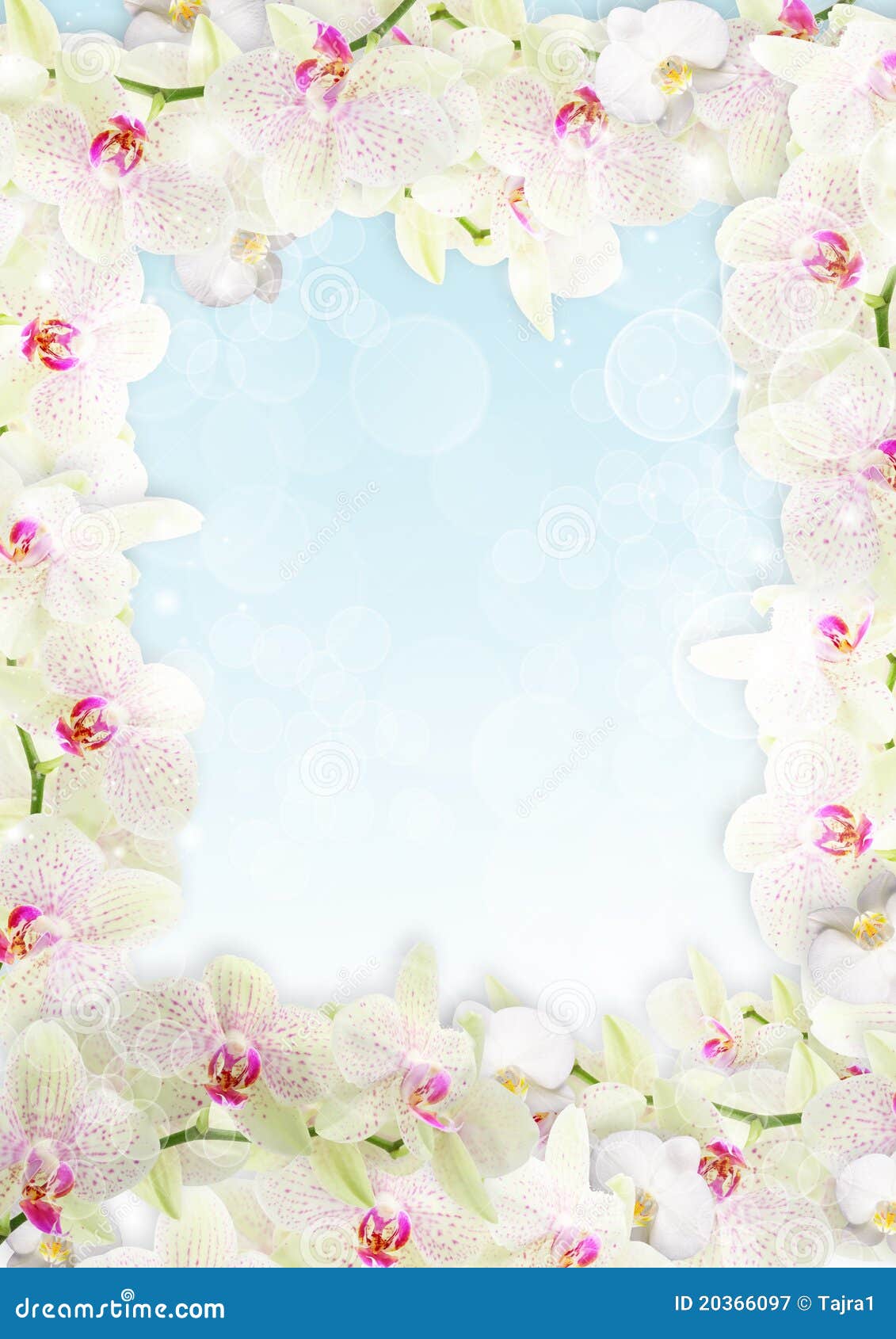 Fresh orchid border stock illustration. Illustration of blossom - 20366097