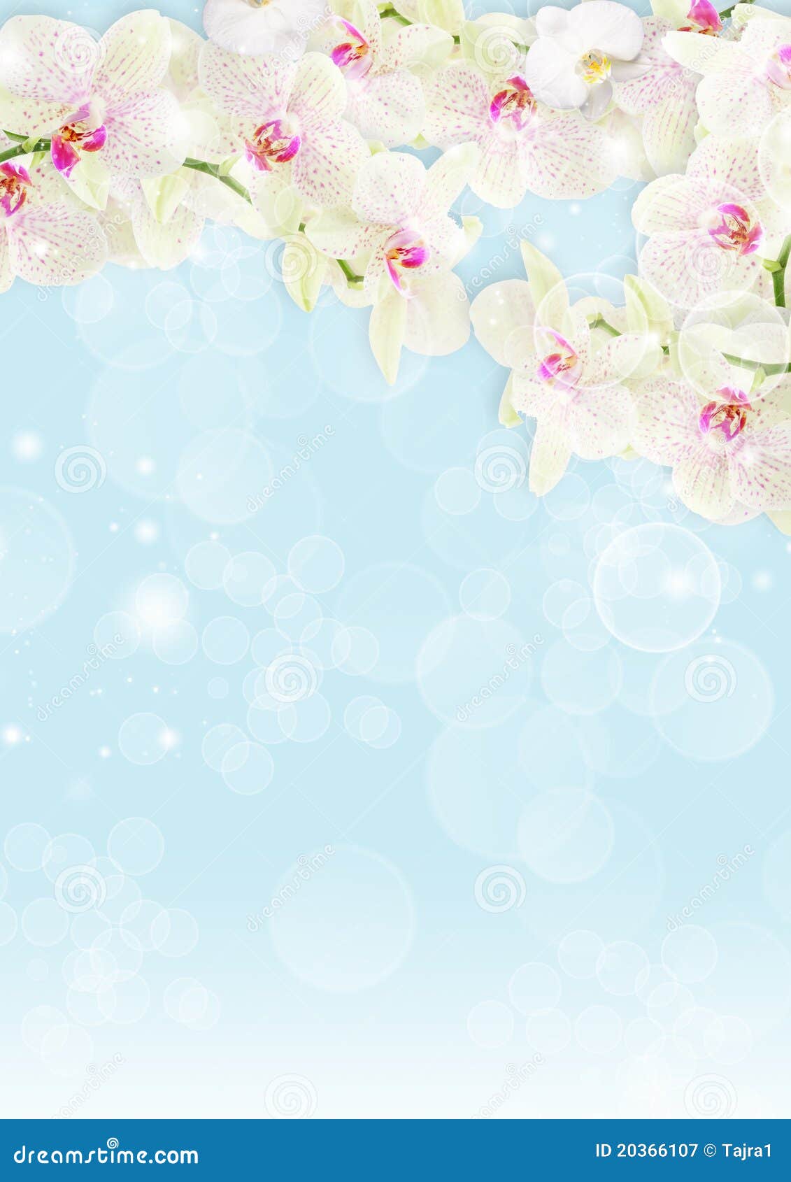 Fresh orchid border stock illustration. Illustration of flowers - 20366107