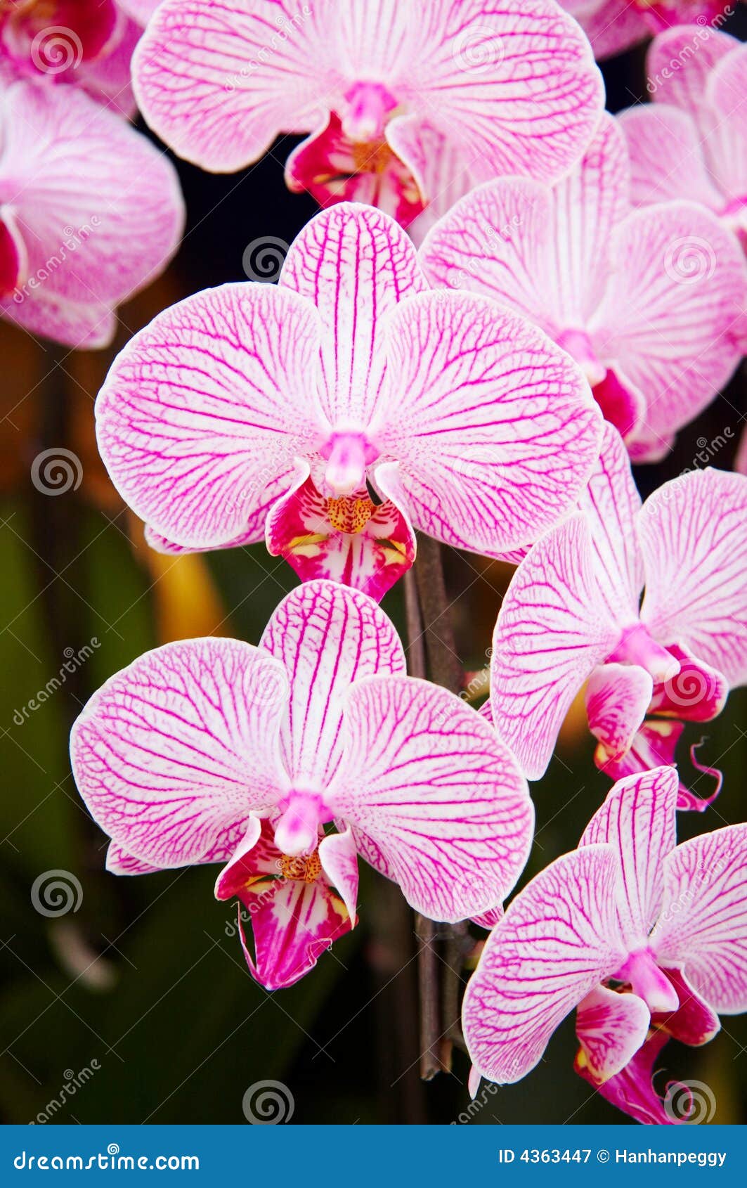 Fresh orchid flower branch stock image. Image of backgrounds - 4363447