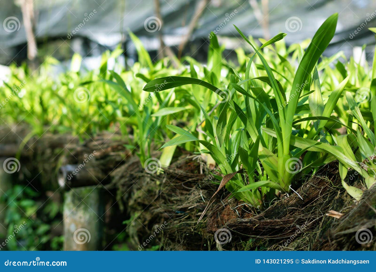 Fresh Orchids Flower Plants Stock Image - Image of green, beautiful ...