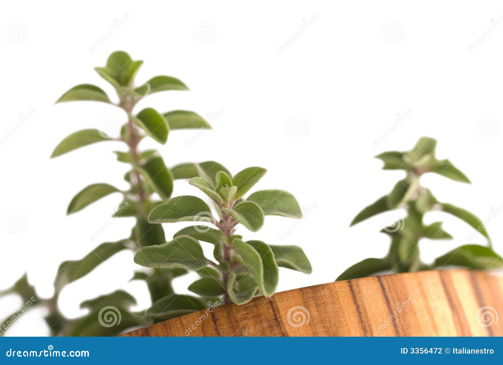 Fresh oregano branches stock photo. Image of essence, green - 3356472
