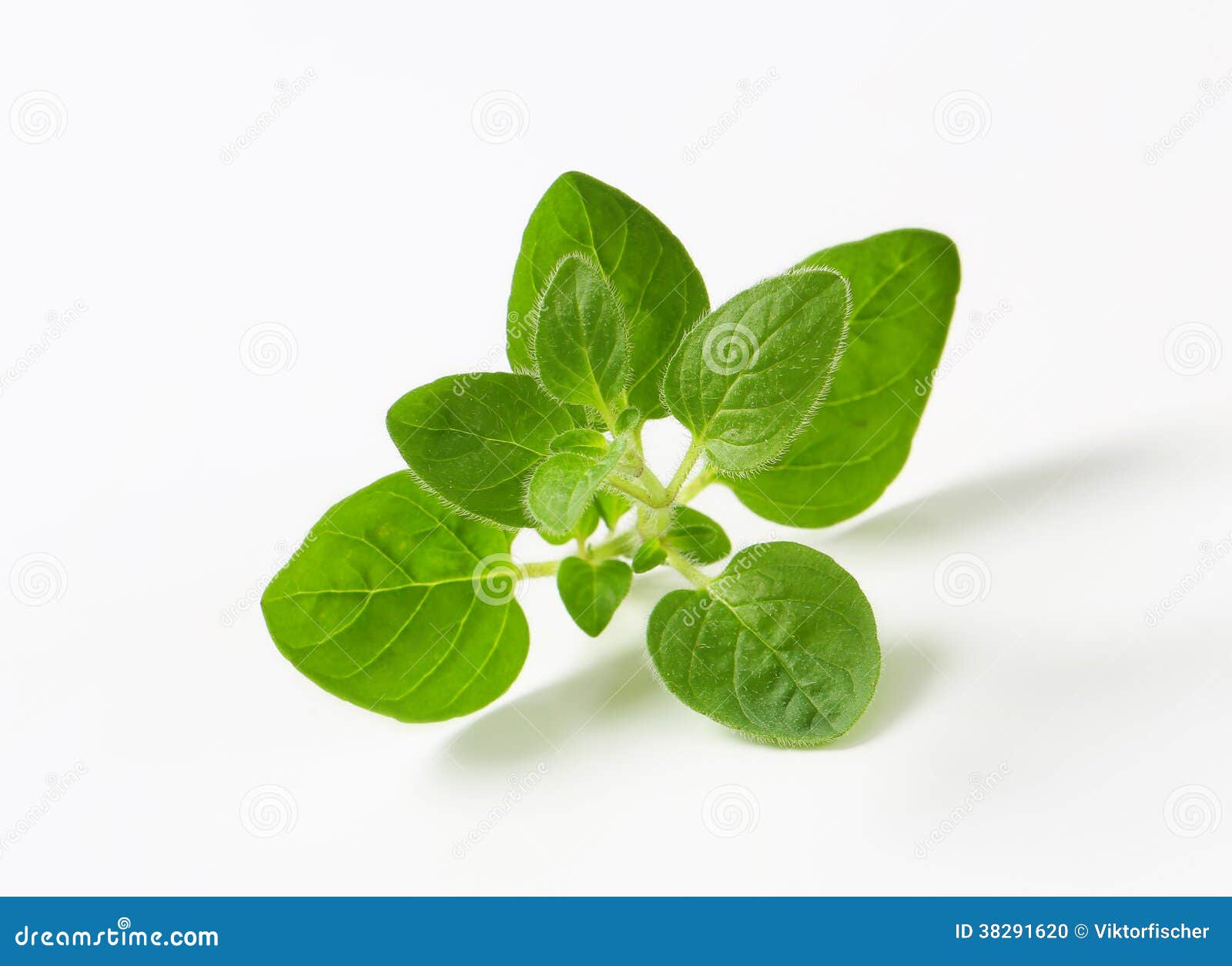 Fresh oregano sprig stock photo. Image of leaves, white - 38291620