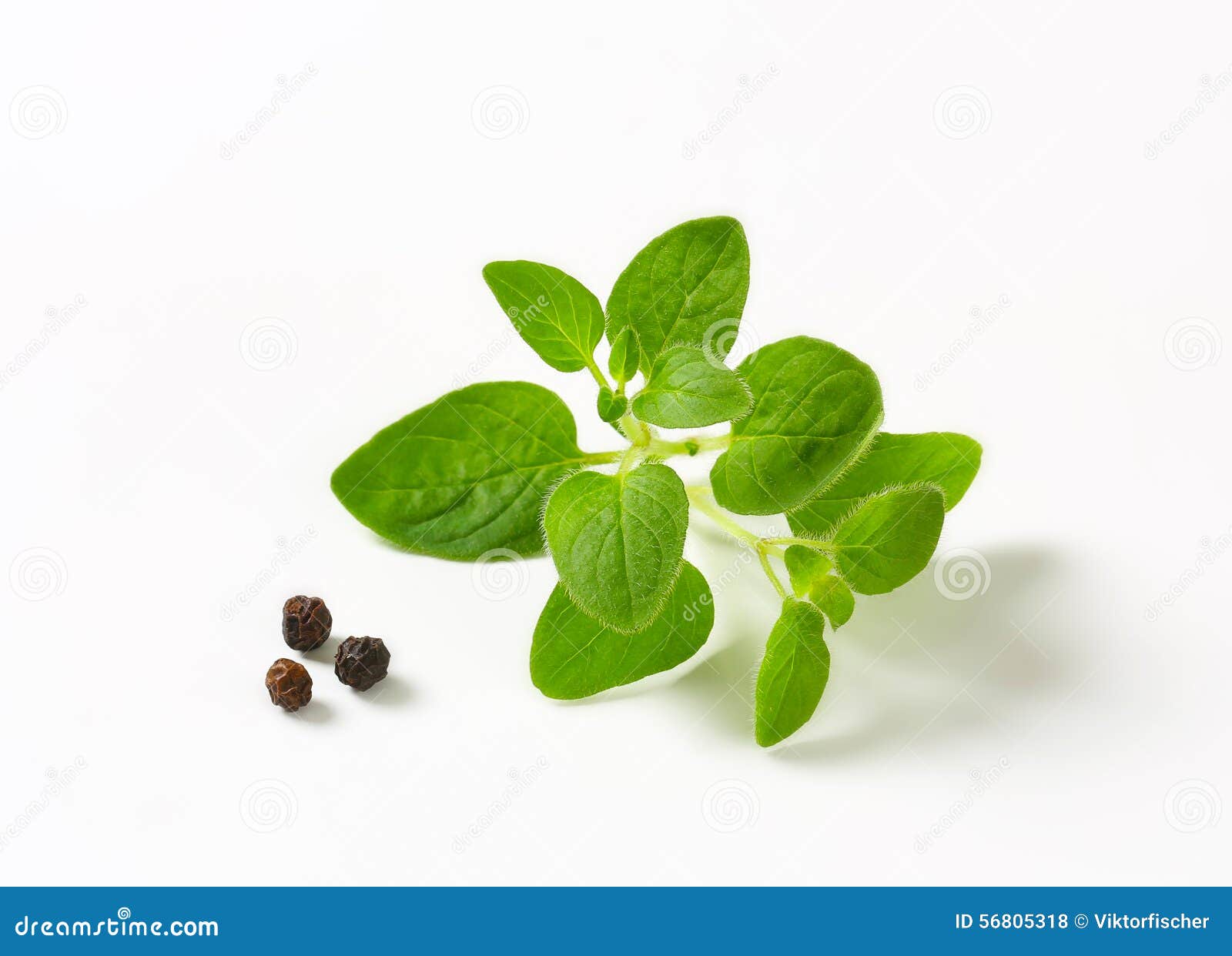 Fresh Oregano Sprig and Peppercorns Stock Photo - Image of ingredient ...