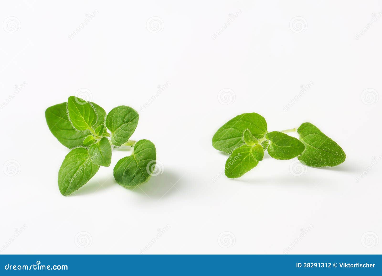 Fresh oregano sprigs stock photo. Image of closeup, white - 38291312