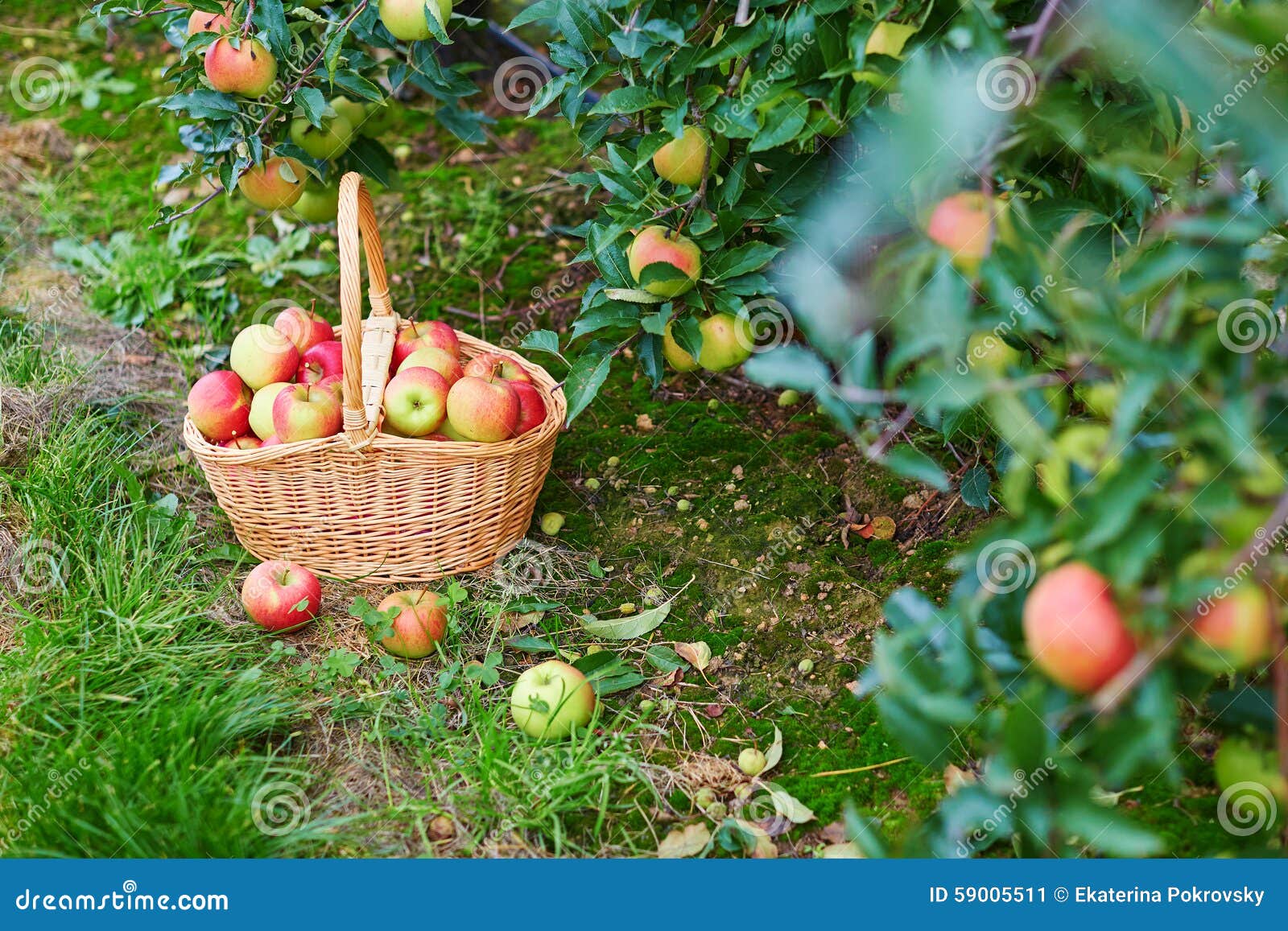 Fresh Organic Apples in a Basket Stock Image - Image of autumn, green ...