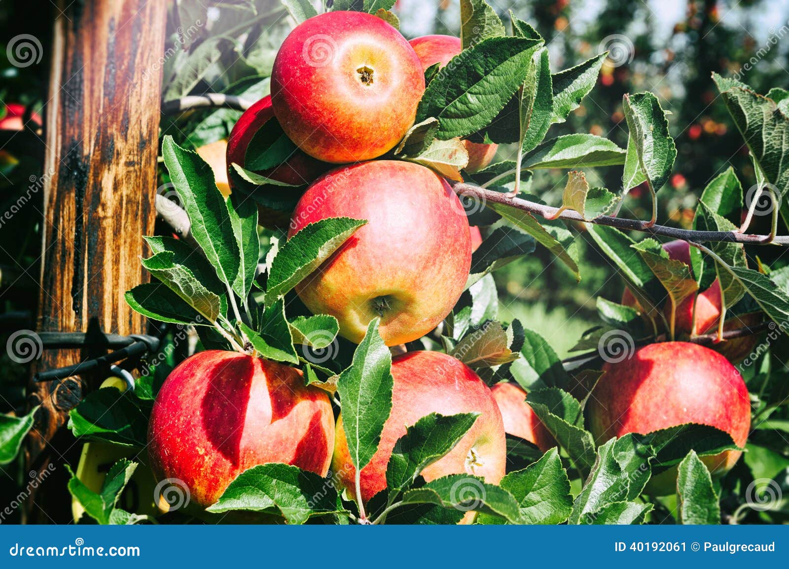Fresh organic apples stock image. Image of abundance - 40192061