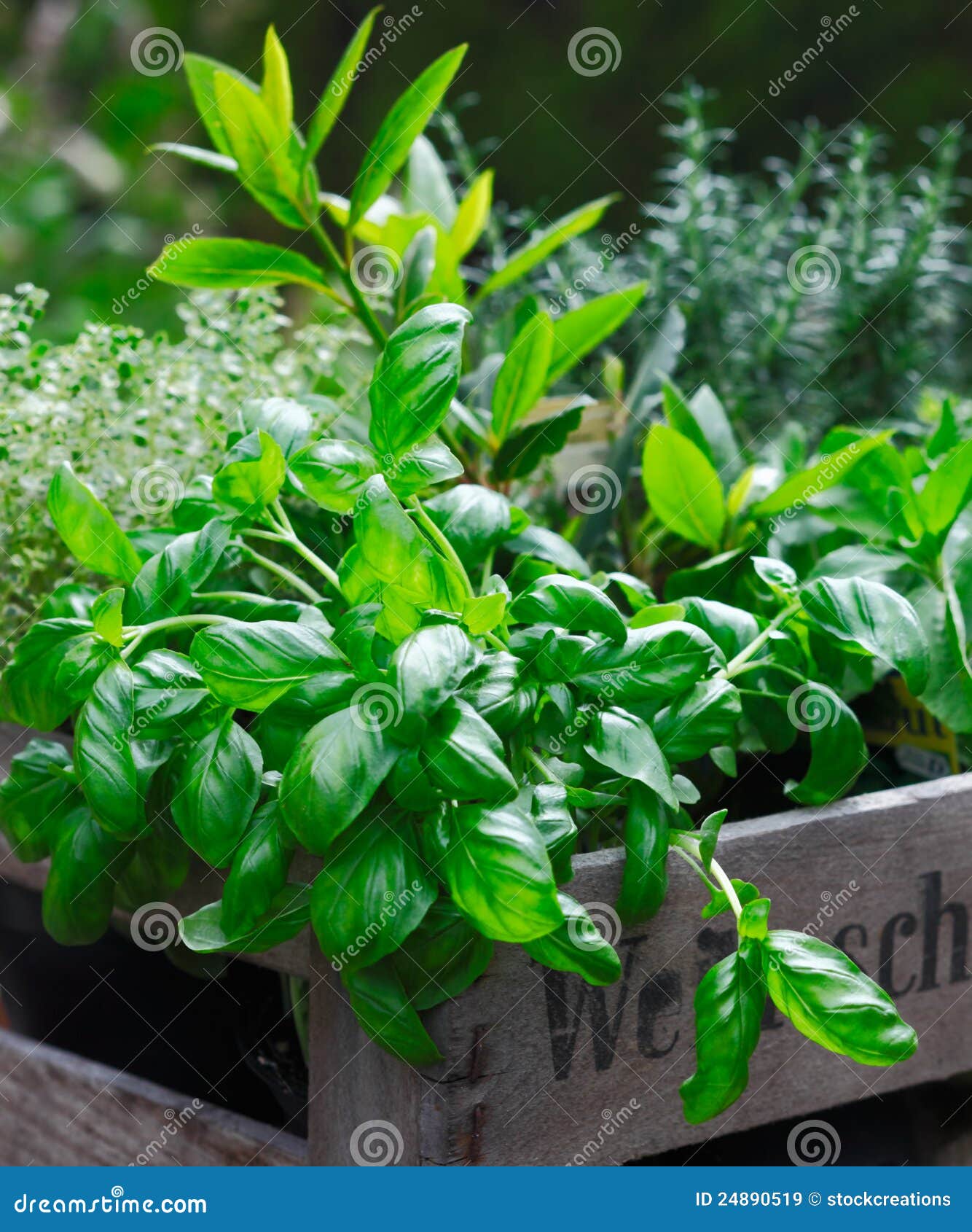 Fresh organic basil stock image. Image of leaves, garth - 24890519
