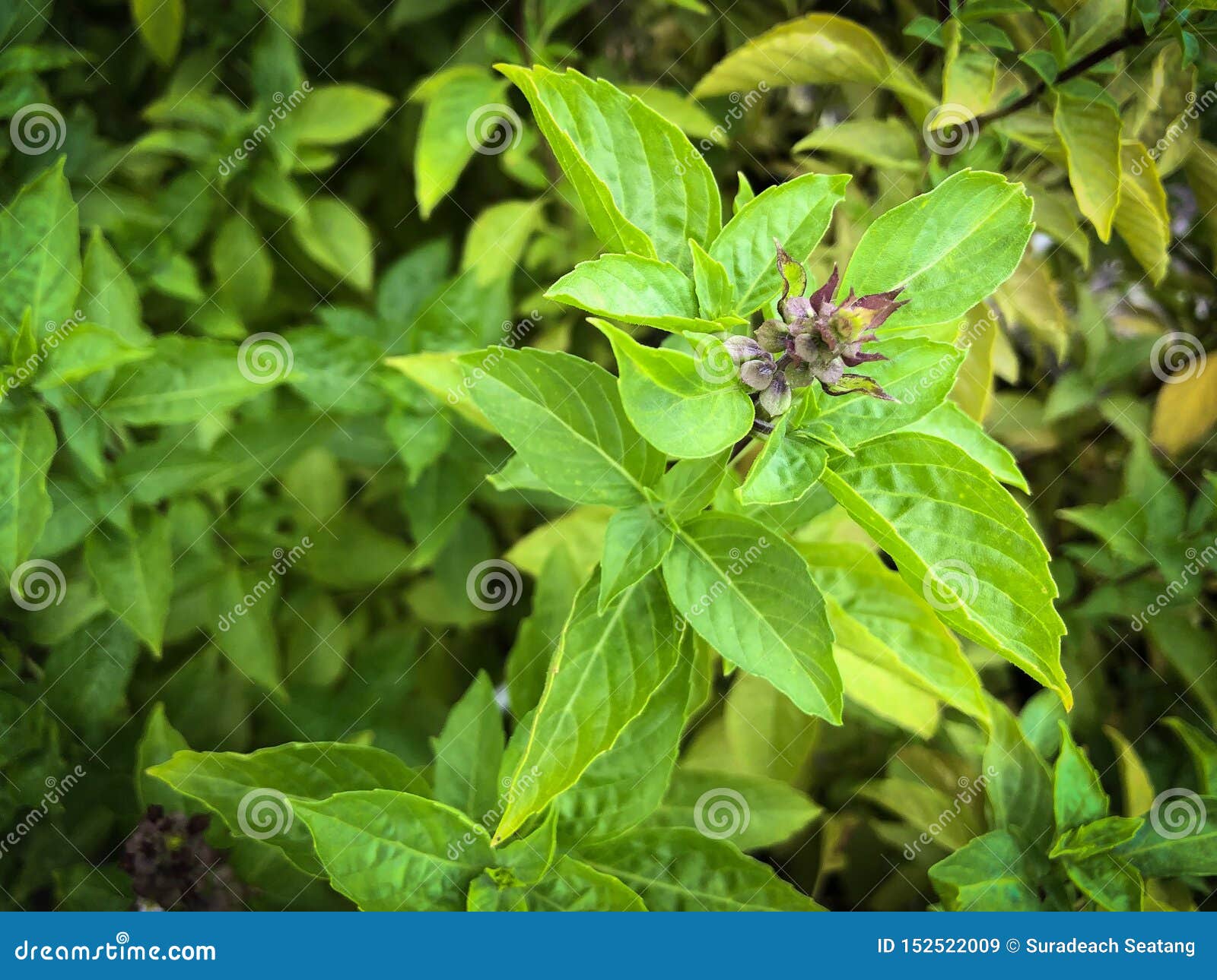 Fresh Organic Basil Leaves in Garden Stock Image - Image of growing ...