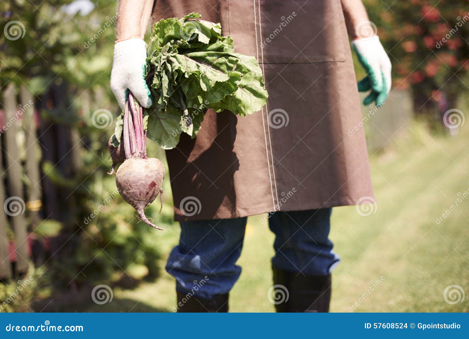 Fresh and organic beetroot stock photo. Image of gardening - 57608524