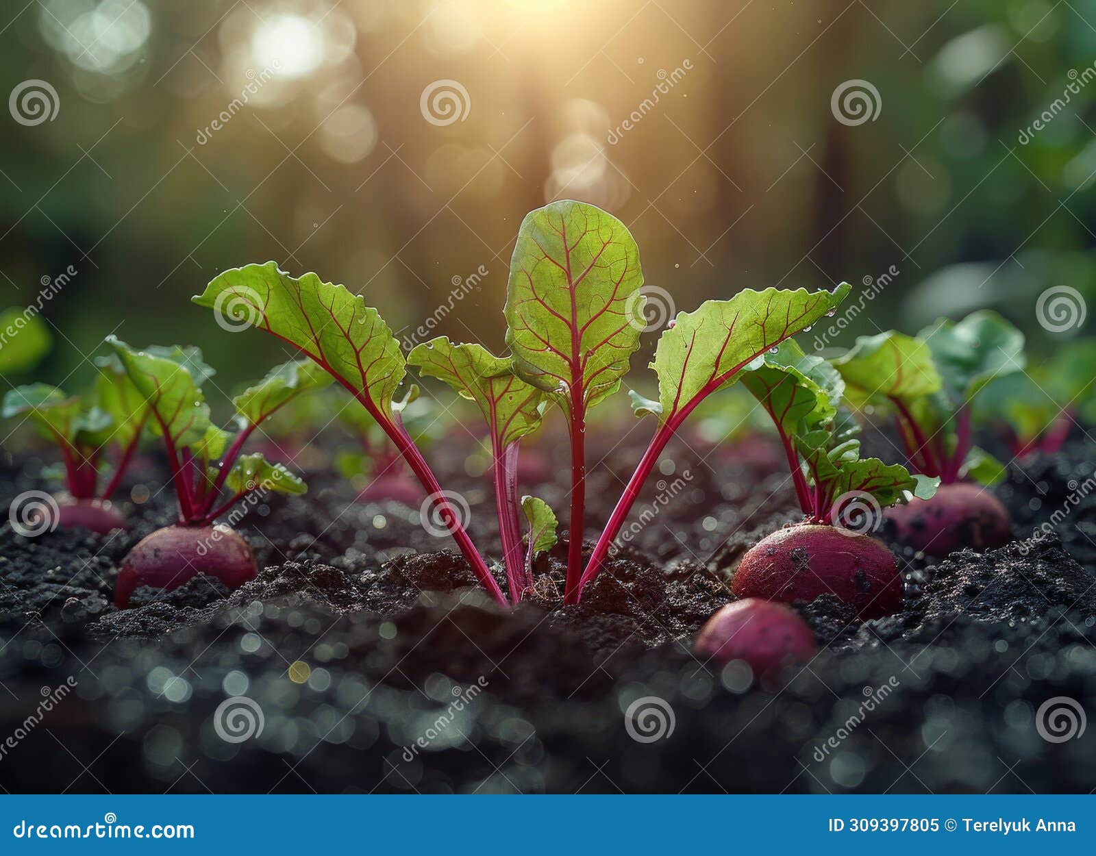 Fresh Organic Beetroot Growing in the Soil Stock Image - Image of ...