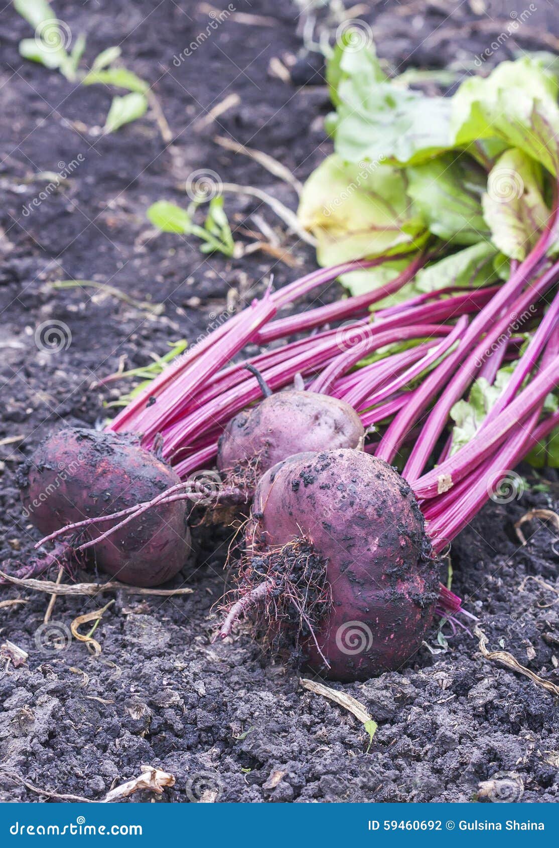 Fresh Organic Beets with Soil, with Tops, Selective Focus. Stock Photo ...