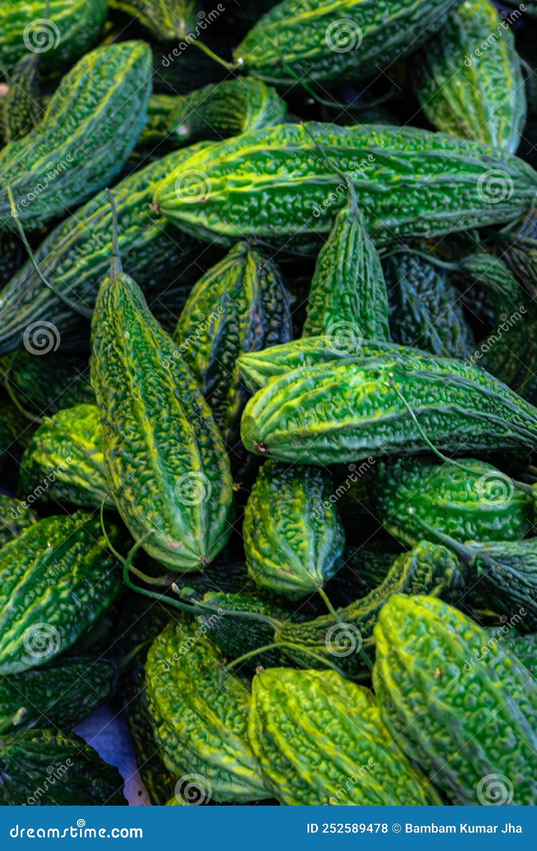 Fresh Organic Bitter Guard from Farm Close Up from Different Angle ...