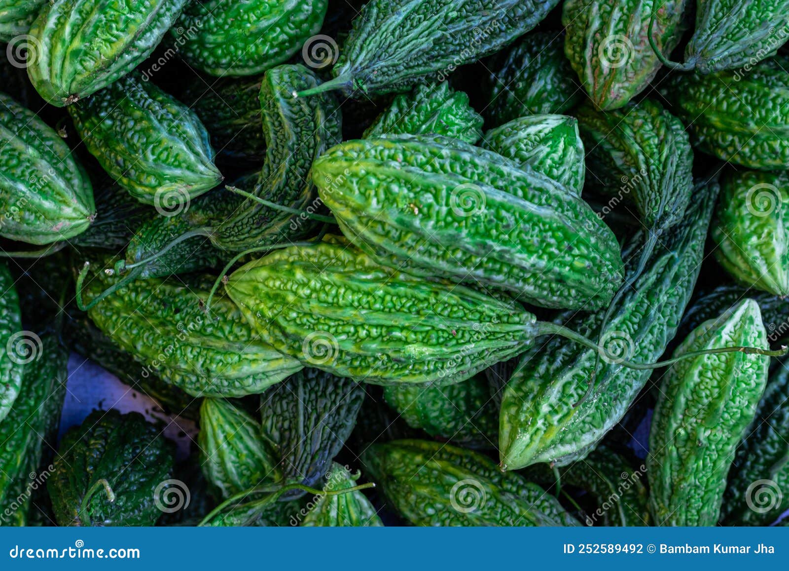 Fresh Organic Bitter Guard from Farm Close Up from Different Angle ...