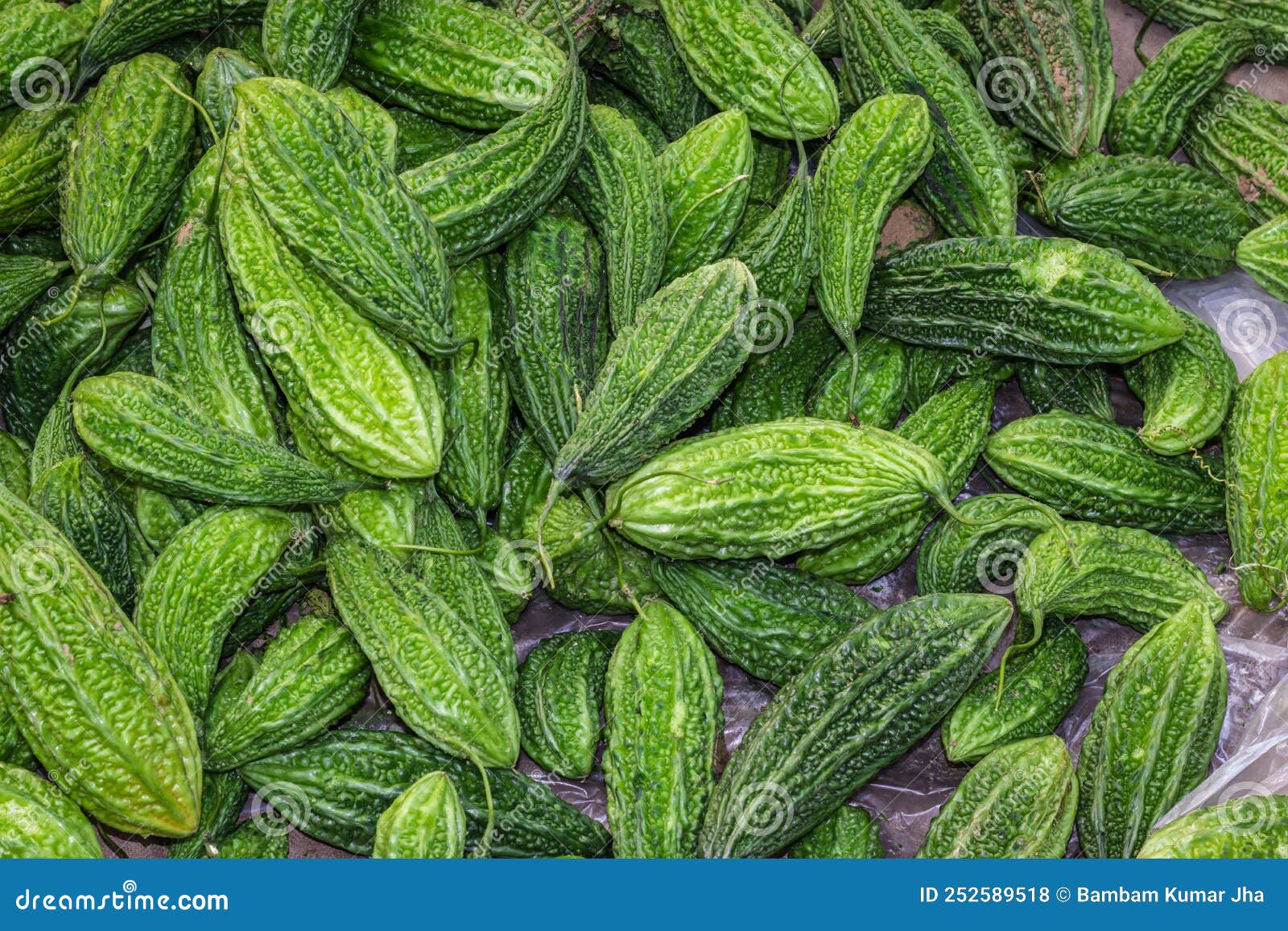 Fresh Organic Bitter Guard from Farm Close Up from Different Angle ...