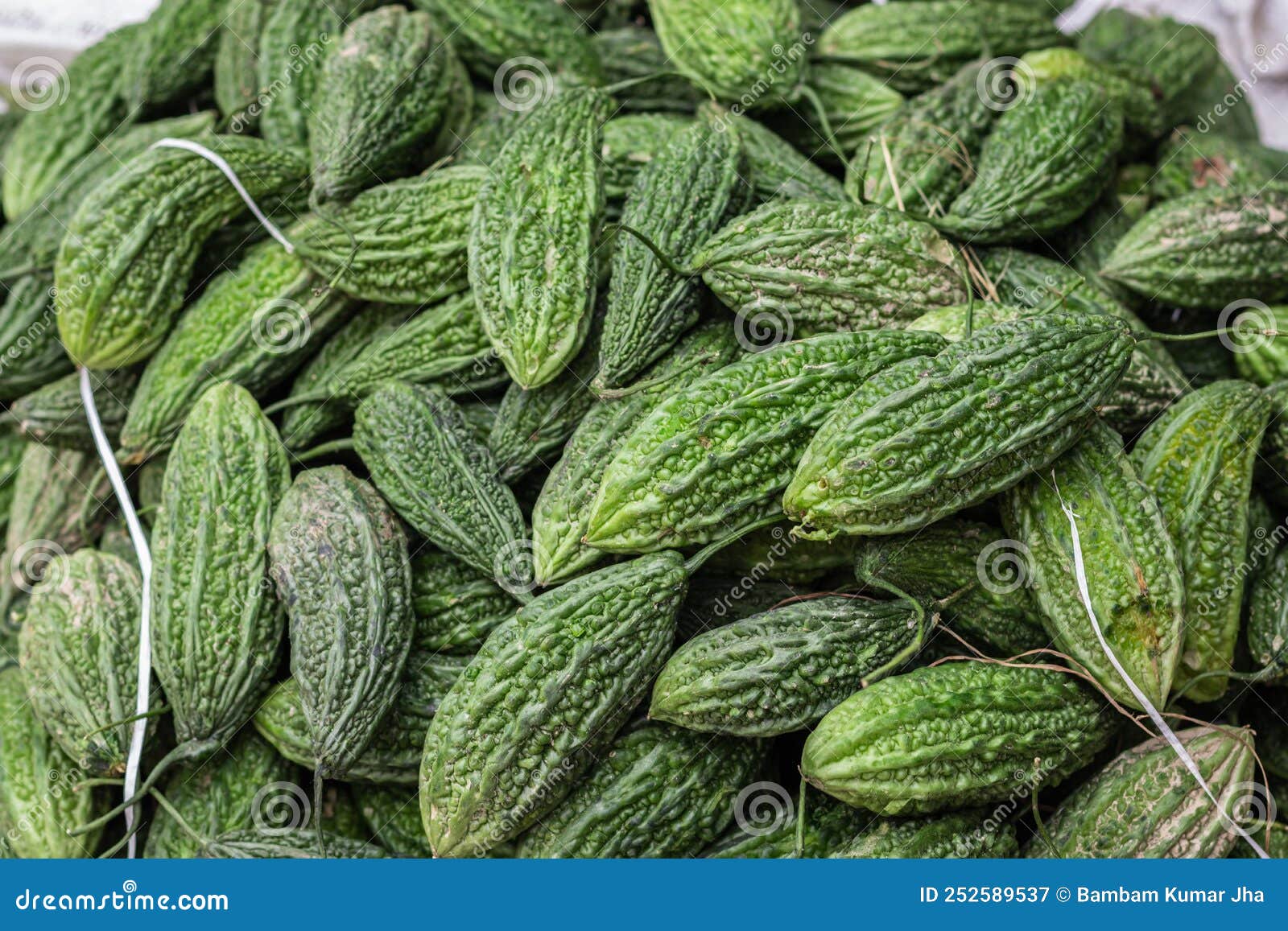 Fresh Organic Bitter Guard from Farm Close Up from Different Angle ...