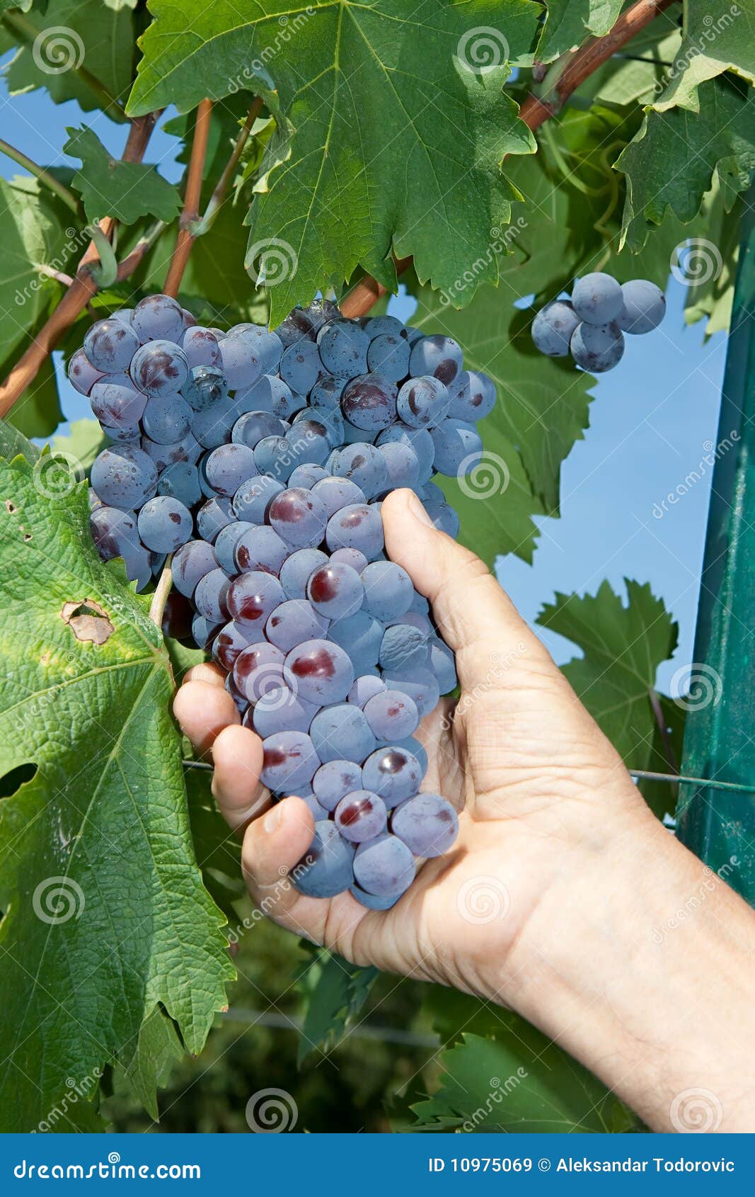 A Fresh Organic Black Grape in the Vineyard Stock Image - Image of vine ...