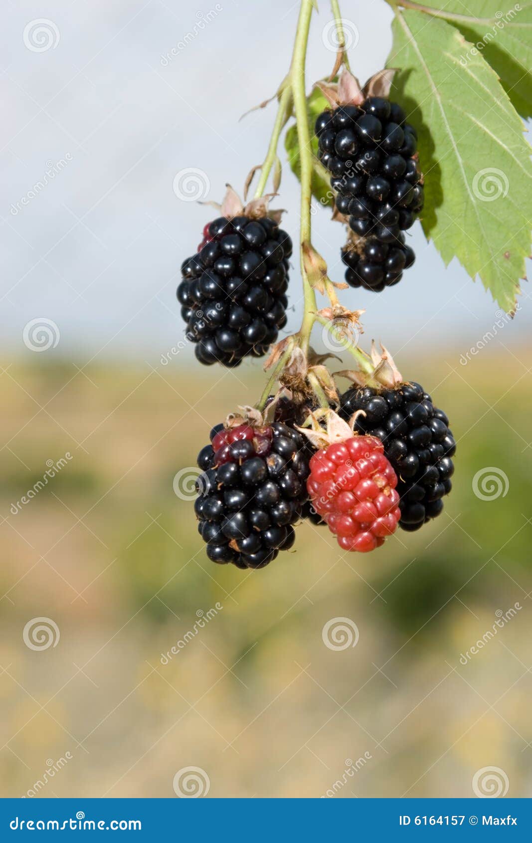 Fresh organic blackberries stock image. Image of summer - 6164157