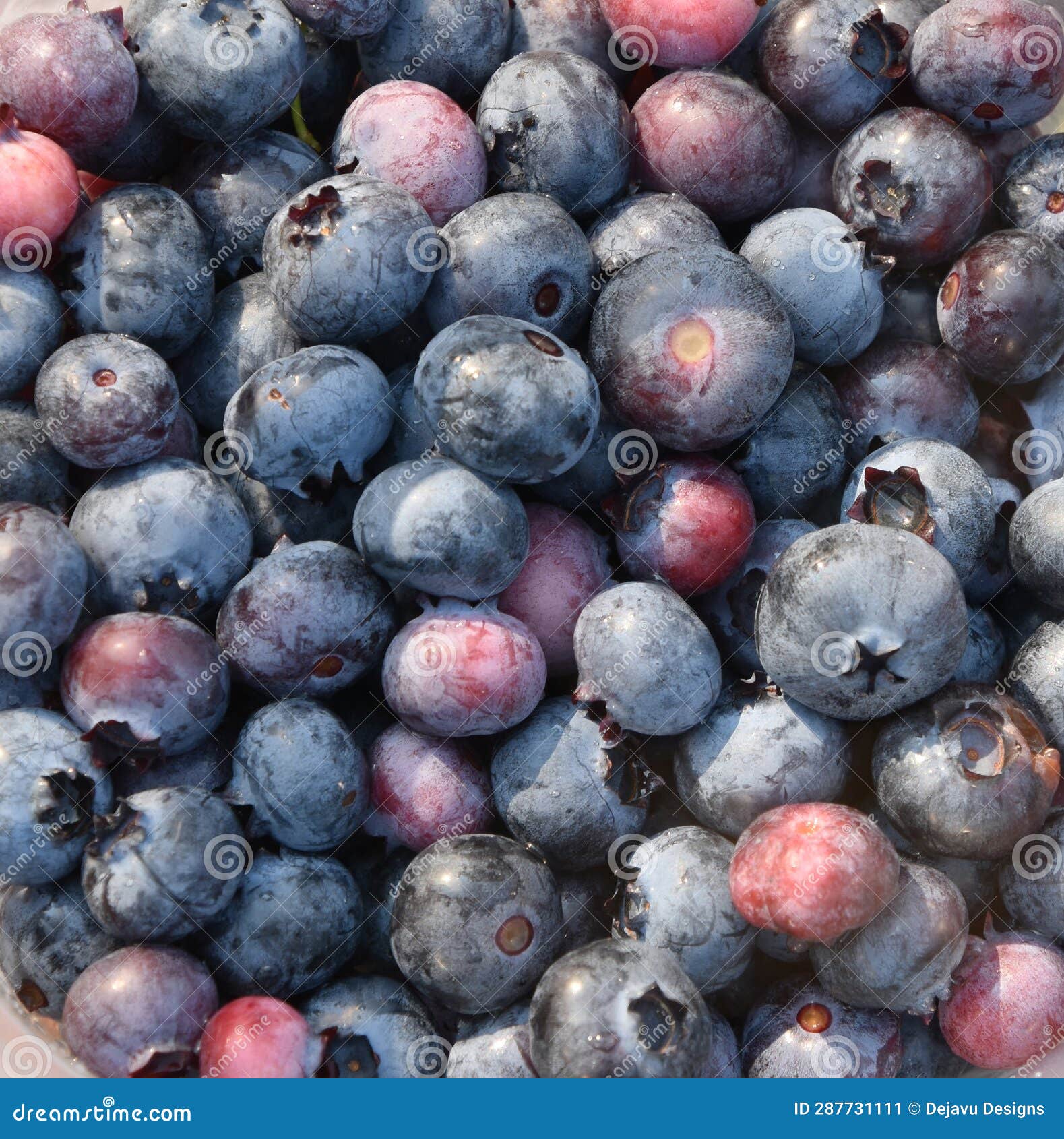 Fresh Organic Blueberries in a Big Bowl Stock Image - Image of natural ...