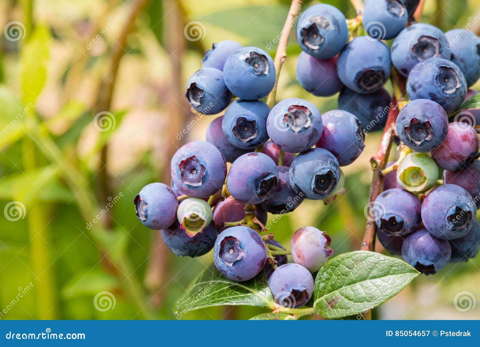 Fresh Organic Blueberries on Blueberry Bush Stock Image - Image of ...