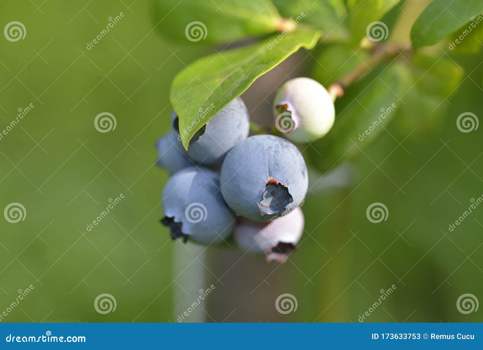 Fresh Organic Blueberries with Branch. Stock Image - Image of ...